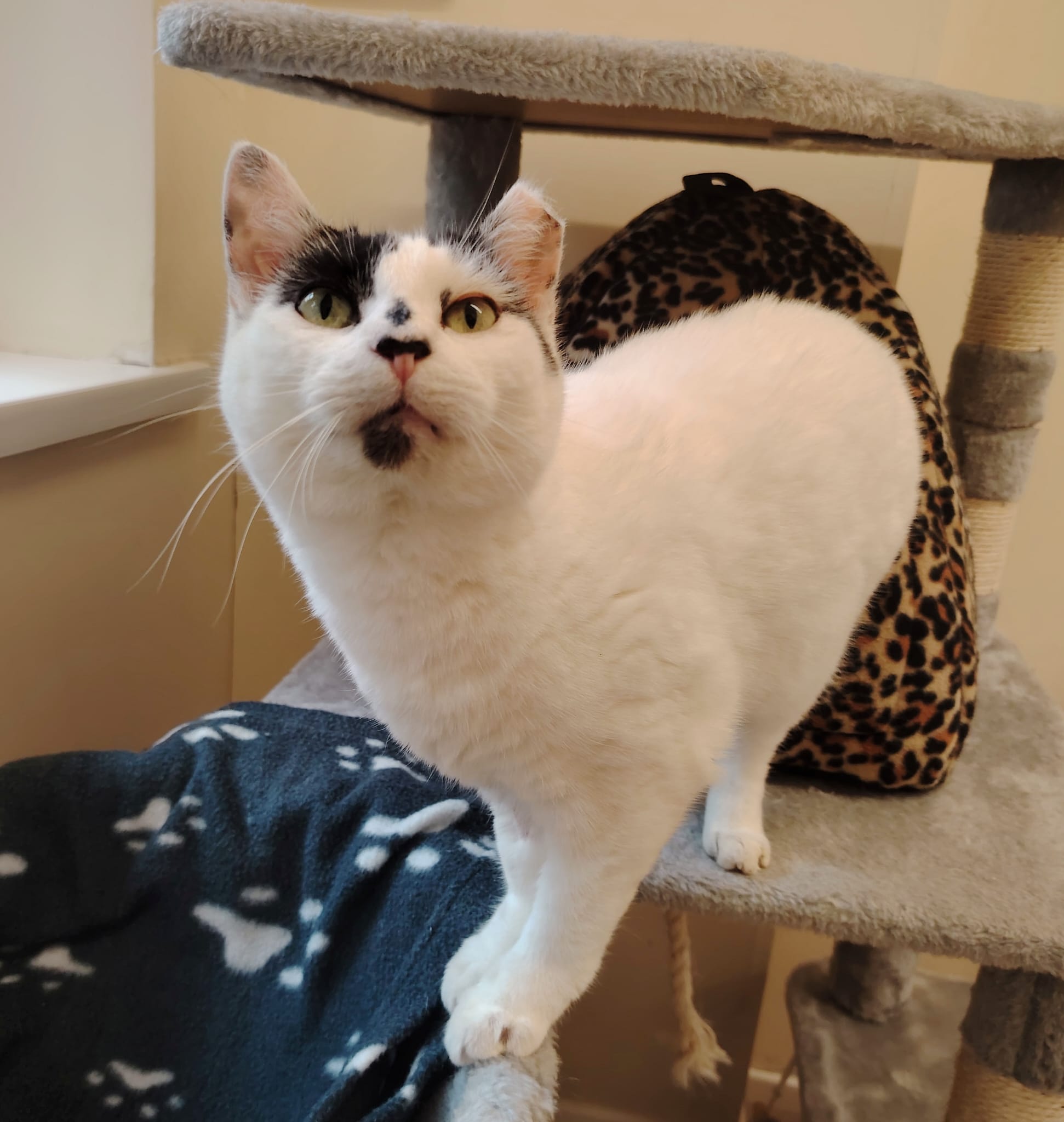 All Cats – Mid Antrim Animal Sanctuary