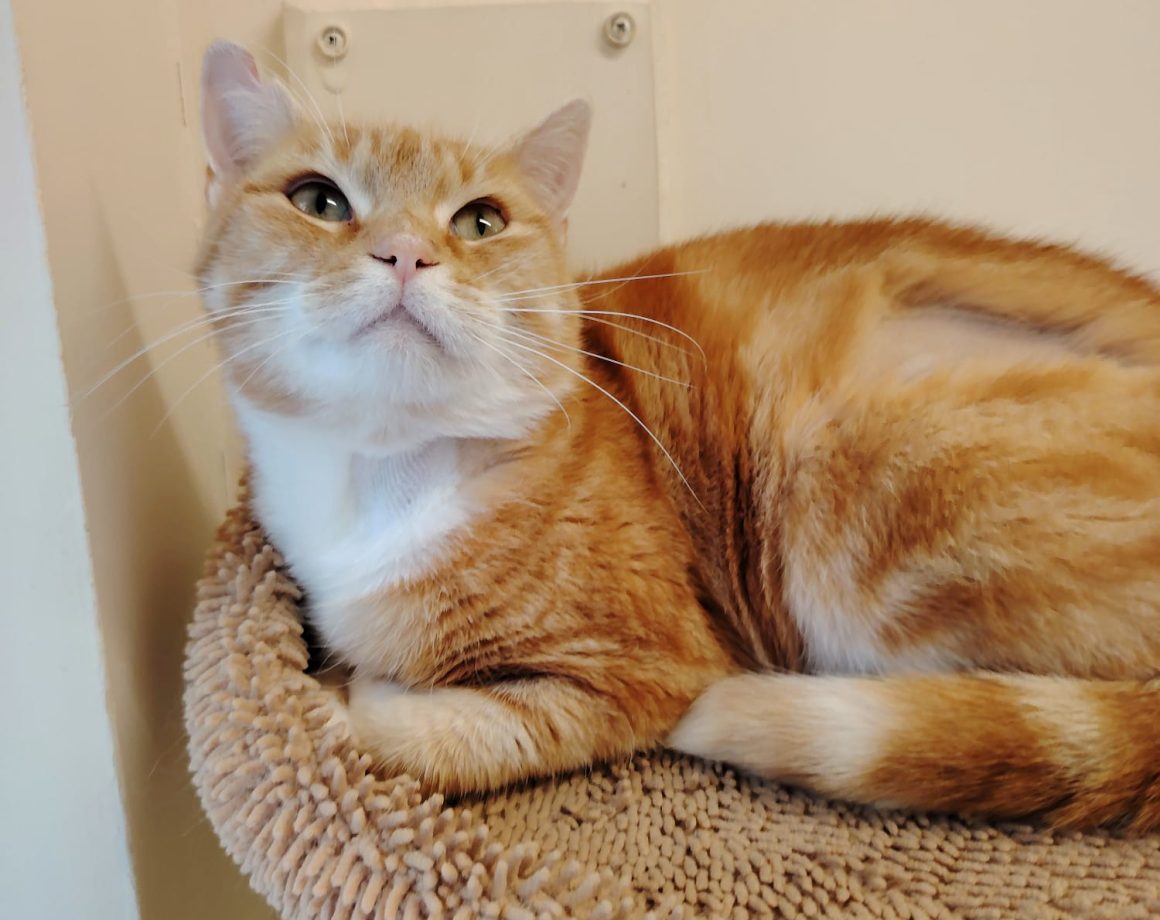 All Cats – Mid Antrim Animal Sanctuary