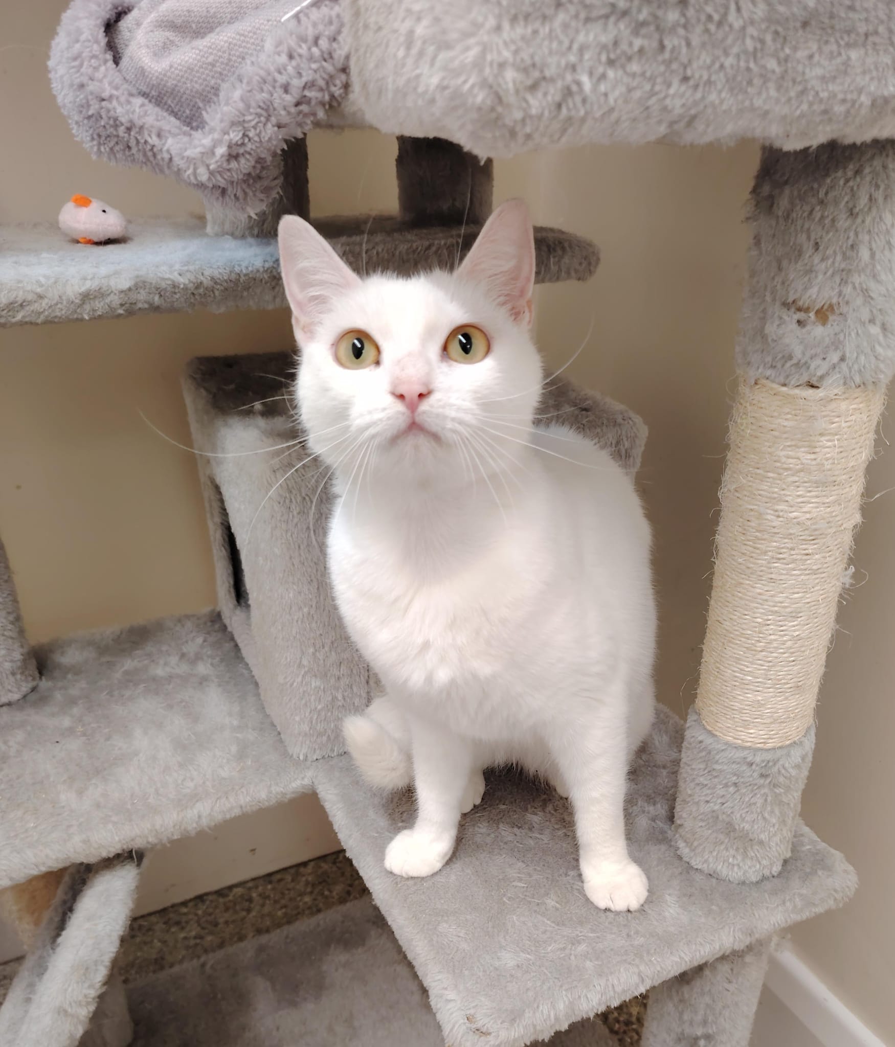 All Cats – Mid Antrim Animal Sanctuary