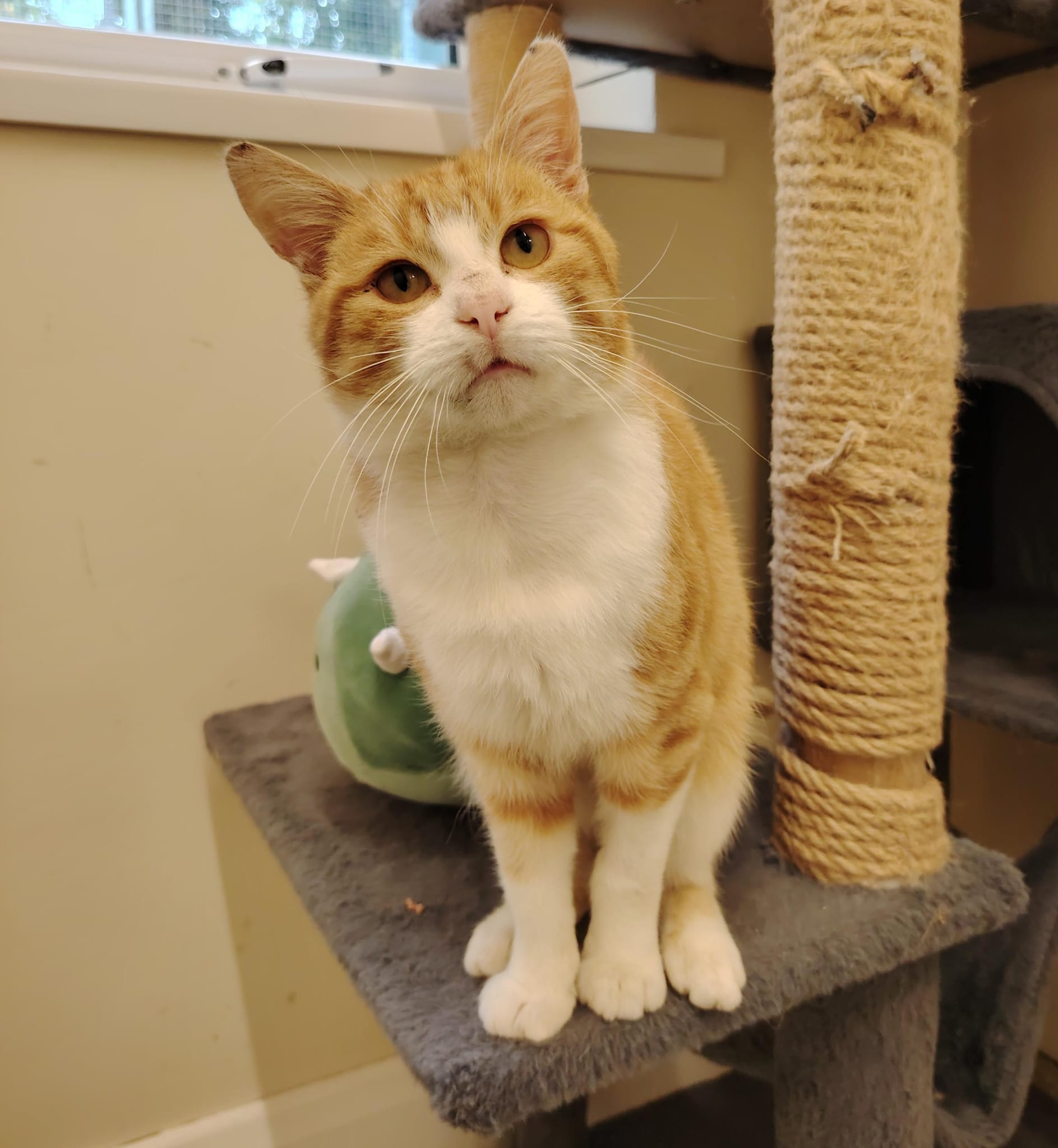 All Cats – Mid Antrim Animal Sanctuary